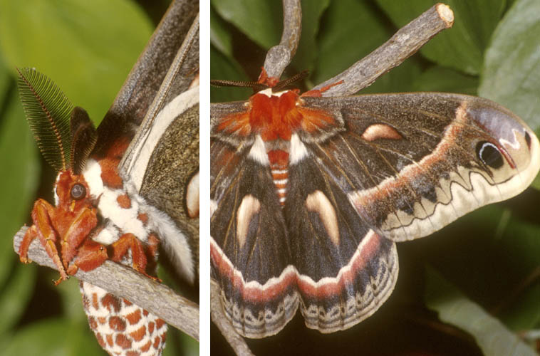 Cecropia Moth Photo Taken By Richard Cecropia Moth Caterpillar